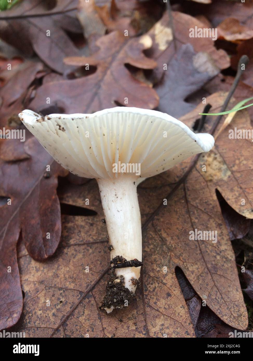 Common Gilled Mushrooms and Allies (Agaricales) Fungi Stock Photo - Alamy