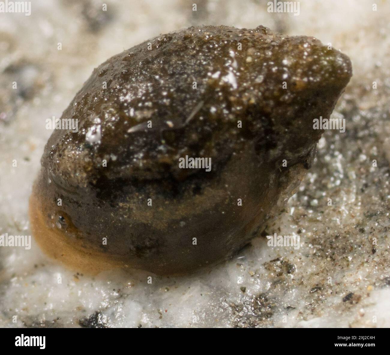 Bladder Snails (Physidae) Mollusca Stock Photo - Alamy