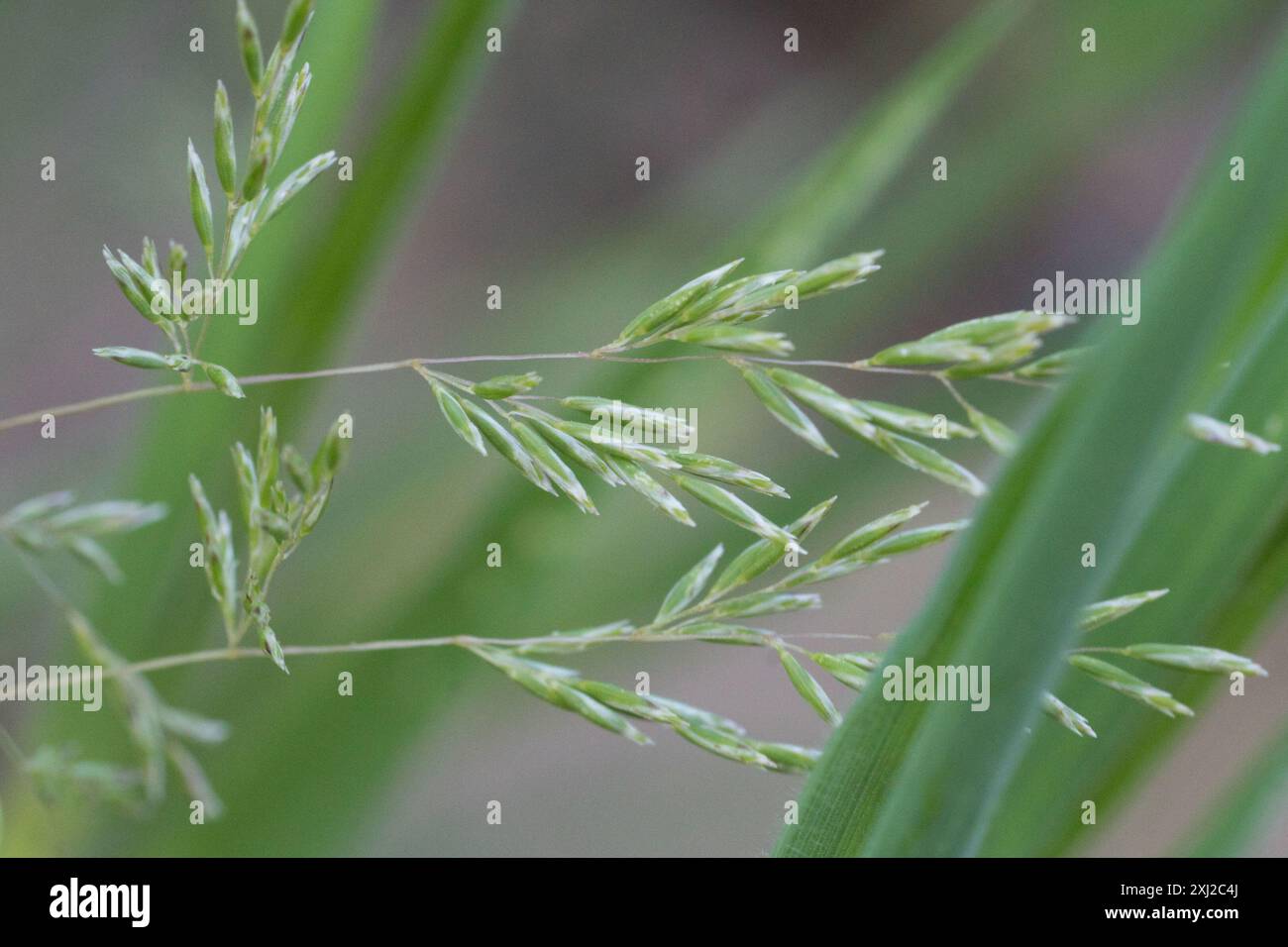 grasses (Poaceae) Plantae Stock Photo - Alamy