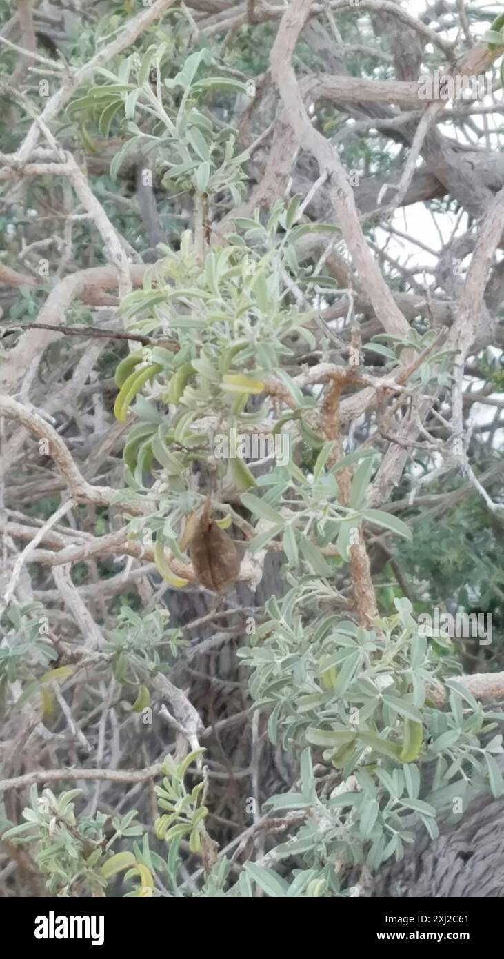 Bladderpod (Cleomella arborea) Plantae Stock Photo - Alamy