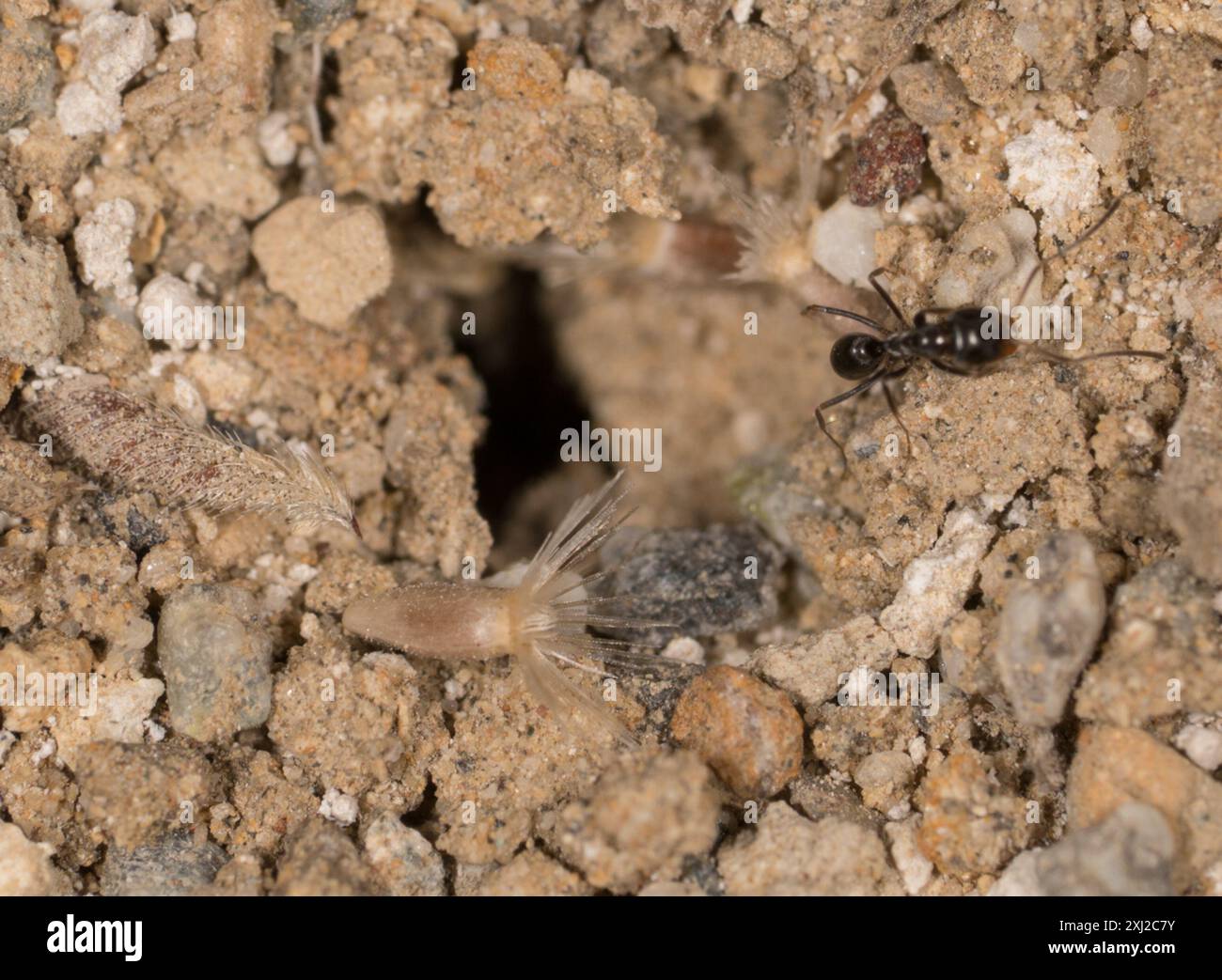 Pyramid Ants (Dorymyrmex) Insecta Stock Photo - Alamy