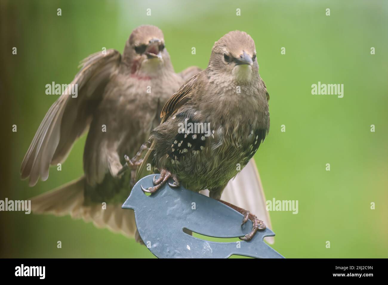 A pair of juvenile Starling birds, Sturnus vulgaris, with one flying ...
