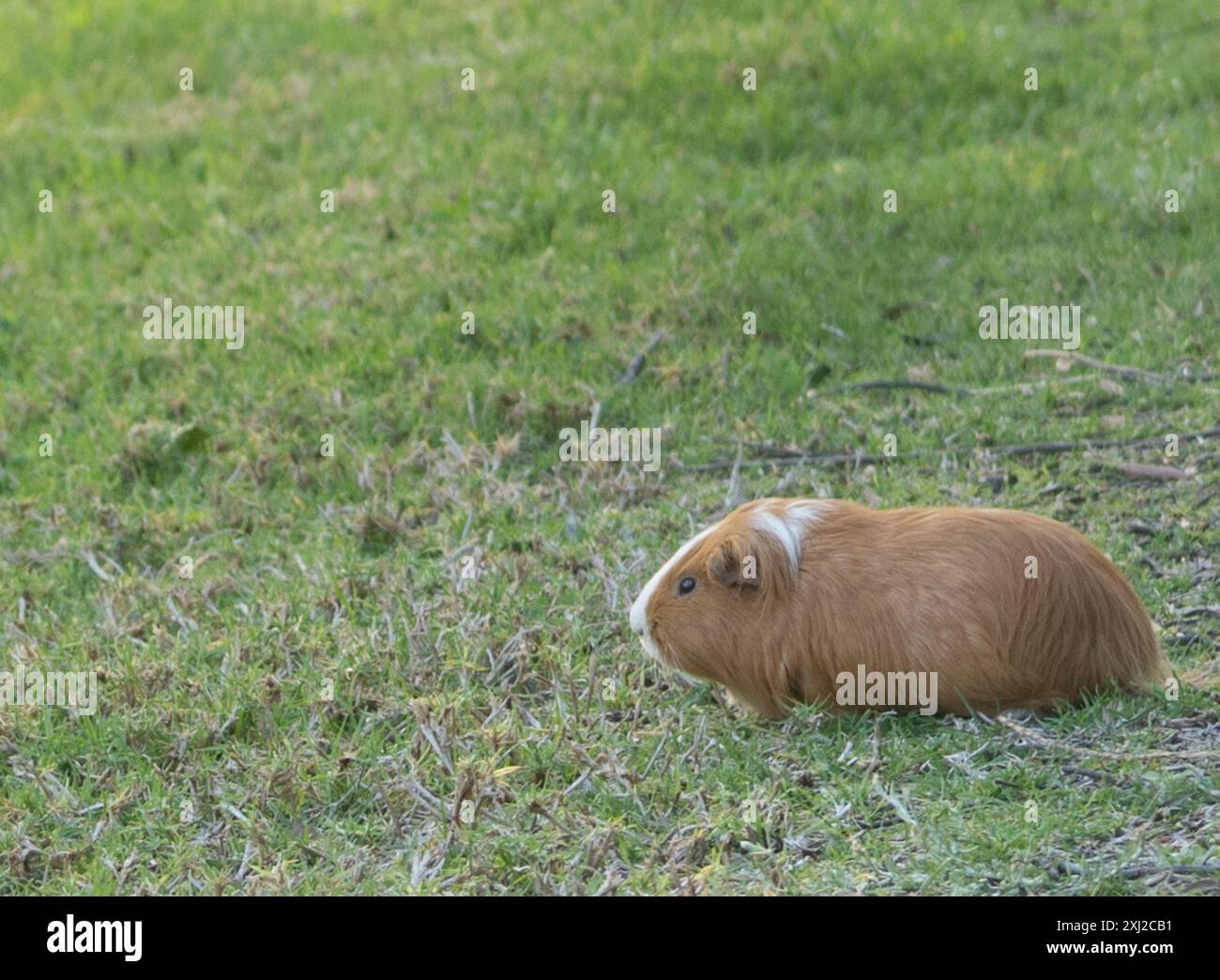 Domestic Guinea Pig (Cavia porcellus) Mammalia Stock Photo - Alamy