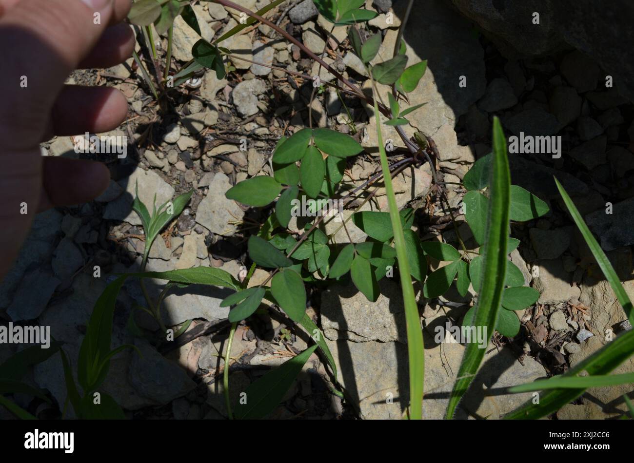 yellow pimpernel (Taenidia integerrima) Plantae Stock Photo - Alamy