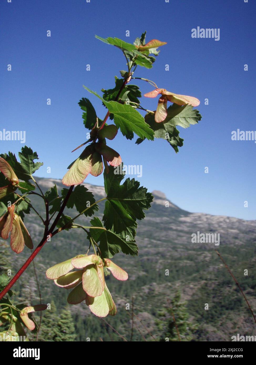 Rocky Mountain maple (Acer glabrum) Plantae Stock Photo - Alamy