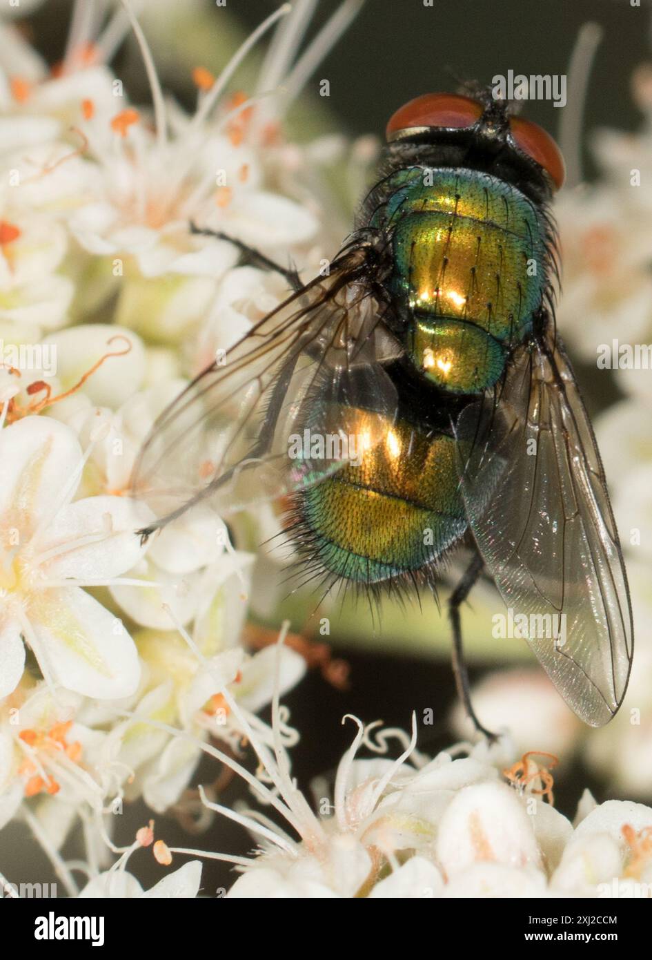 Common European Greenbottle Fly (Lucilia sericata) Insecta Stock Photo ...