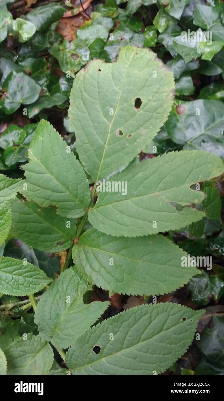 European Red Elder (Sambucus racemosa racemosa) Plantae Stock Photo - Alamy