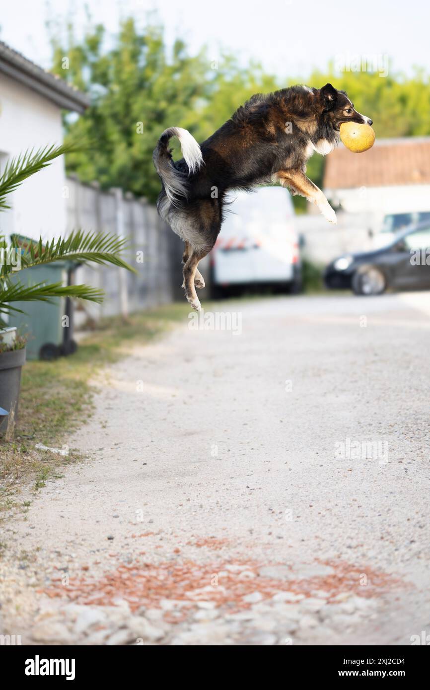 Dog jumping very high for reaching and biting a ballon Stock Photo - Alamy