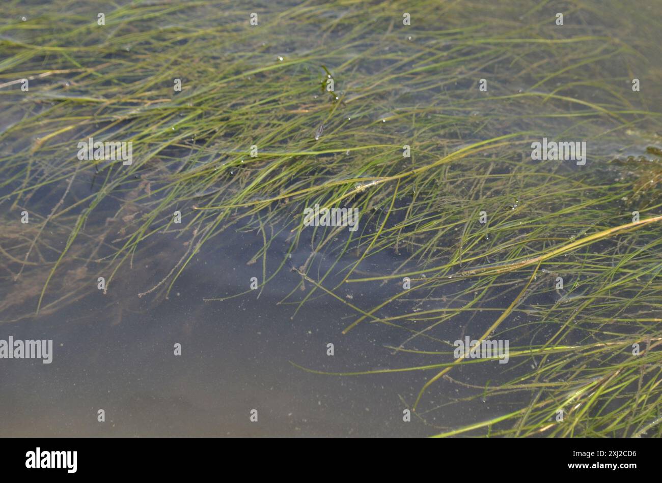Fennel-leaf Pondweed (Stuckenia pectinata) Plantae Stock Photo - Alamy