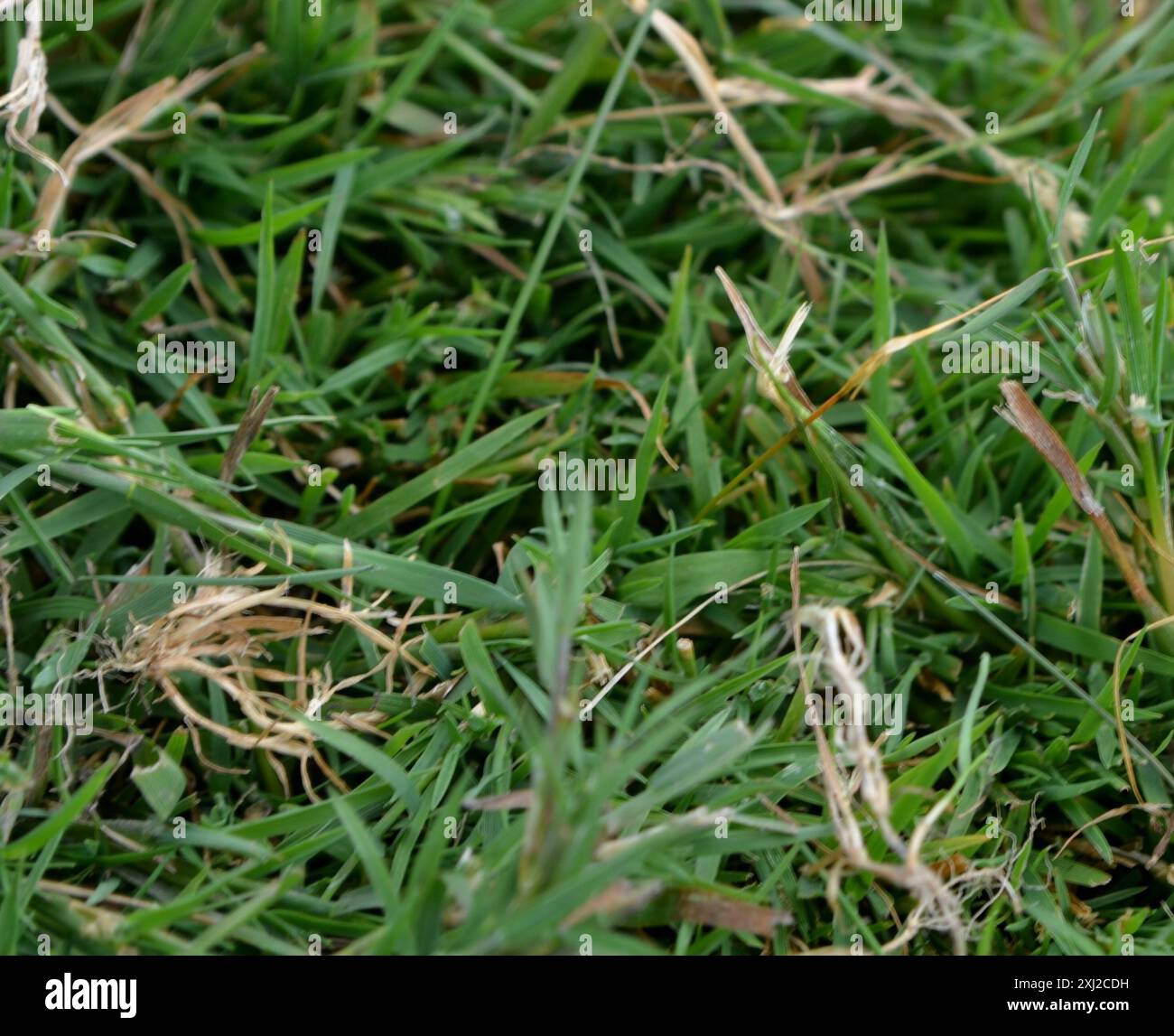 Creeping Bent (Agrostis stolonifera) Plantae Stock Photo - Alamy