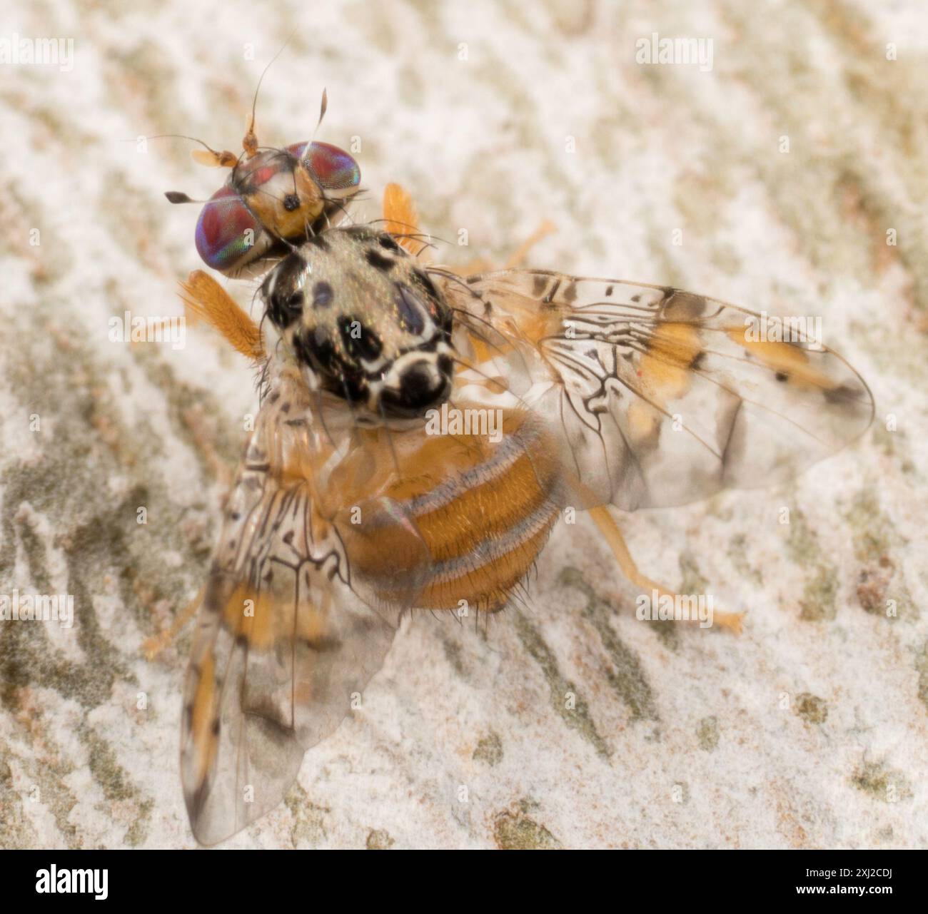 Mediterranean Fruit Fly (Ceratitis capitata) Insecta Stock Photo - Alamy