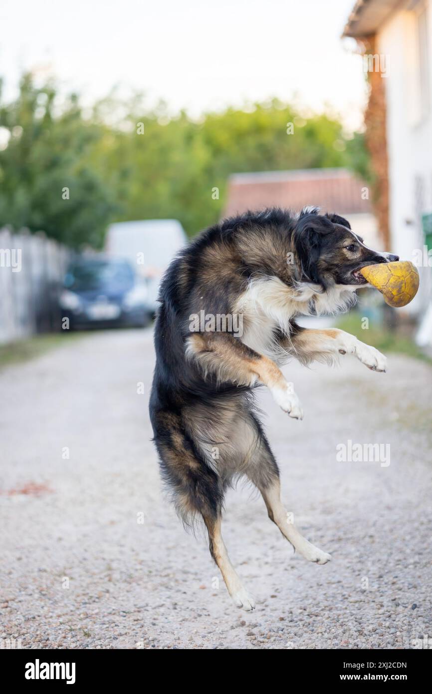 Dog jumping very high for reaching and biting a ballon Stock Photo - Alamy