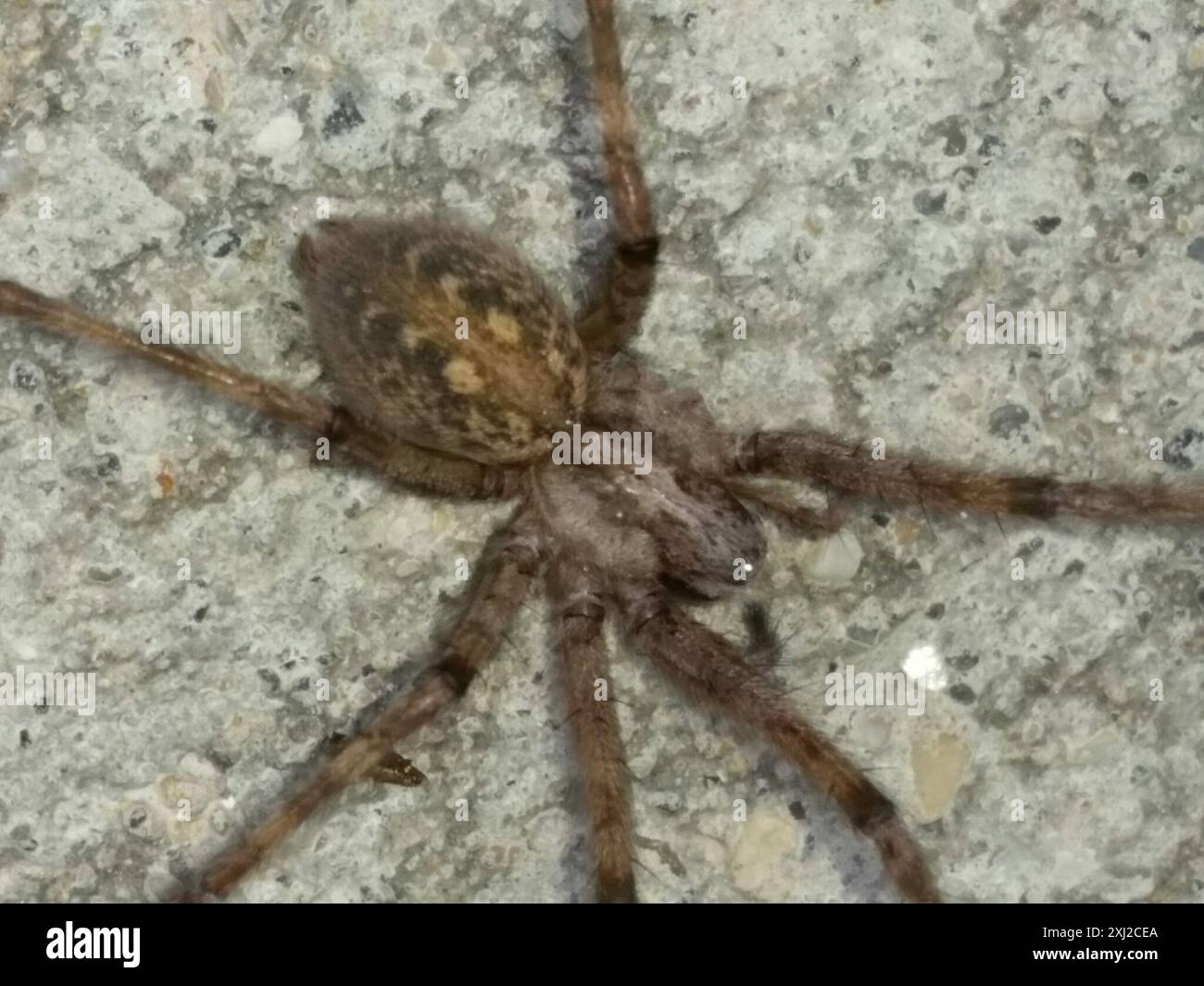 House Funnel-web Spiders (Tegenaria) Arachnida Stock Photo - Alamy