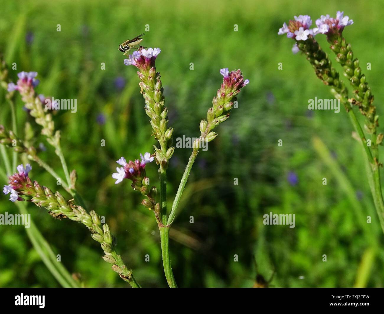 Seashore vervain (Verbena litoralis) Plantae Stock Photo - Alamy