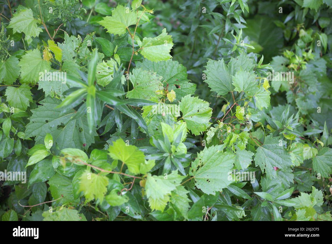 riverbank grape (Vitis riparia) Plantae Stock Photo - Alamy