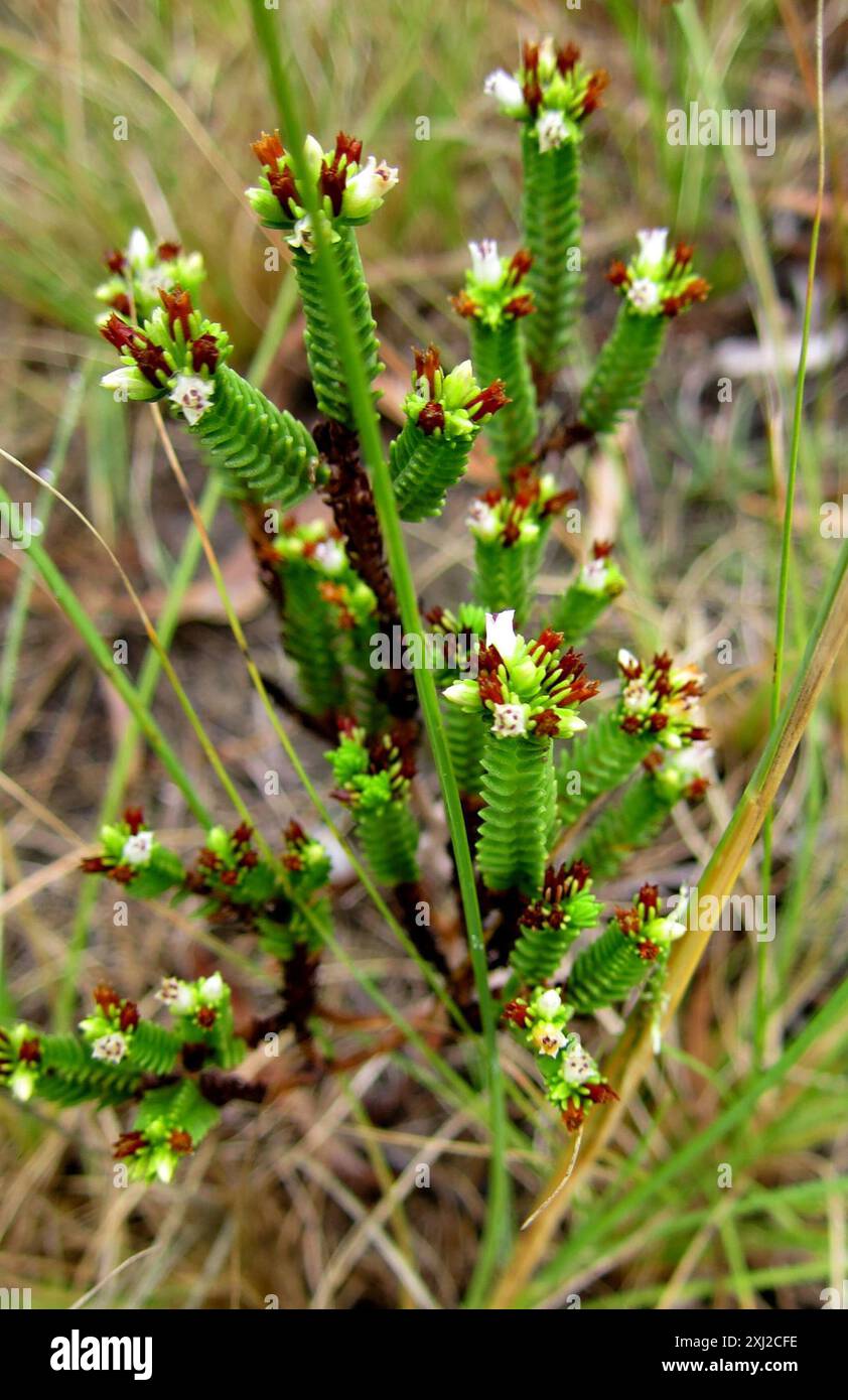 (Crassula ericoides ericoides) Plantae Stock Photo - Alamy