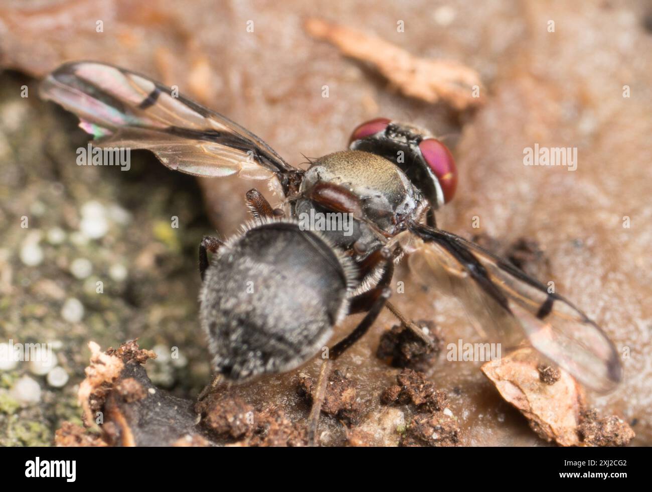 Boatman Fly (Pogonortalis doclea) Insecta Stock Photo - Alamy