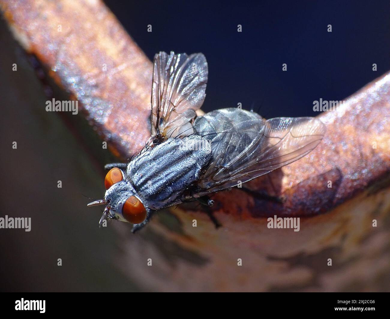 Common Flesh Flies (Sarcophaga) Insecta Stock Photo - Alamy