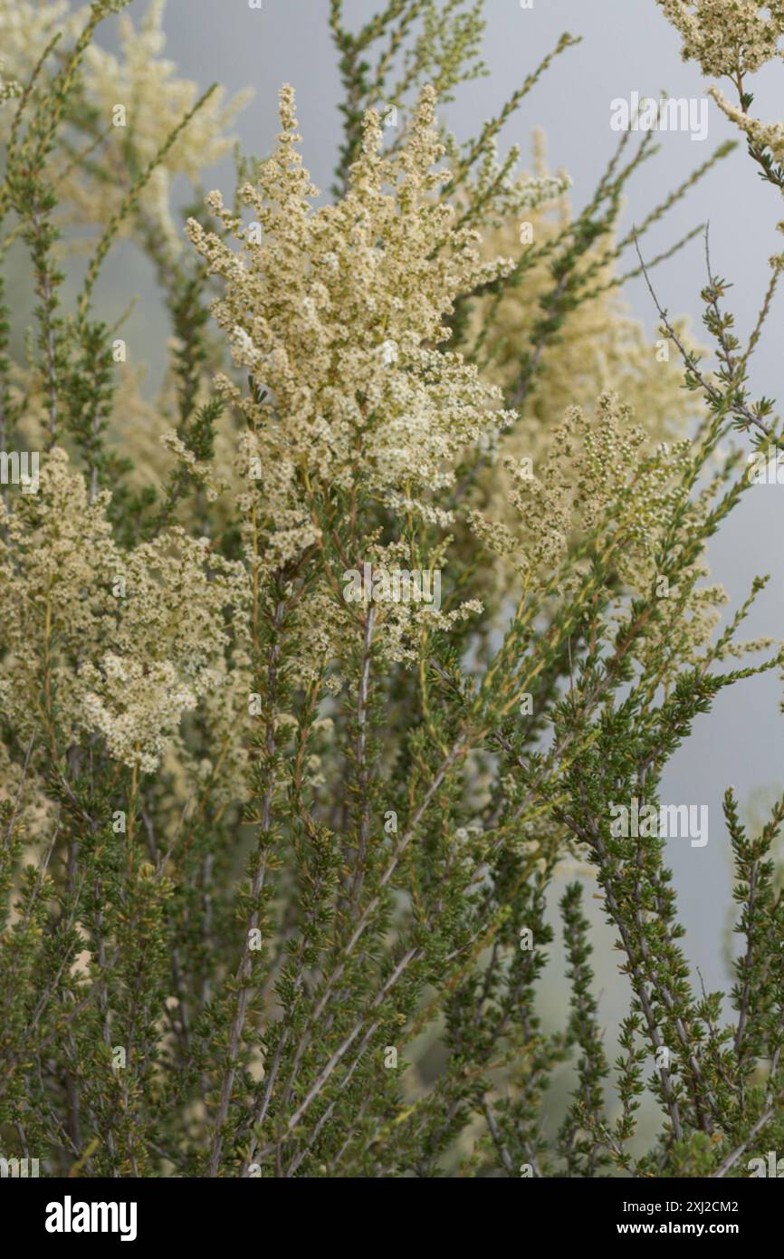 chamise (Adenostoma fasciculatum) Plantae Stock Photo - Alamy