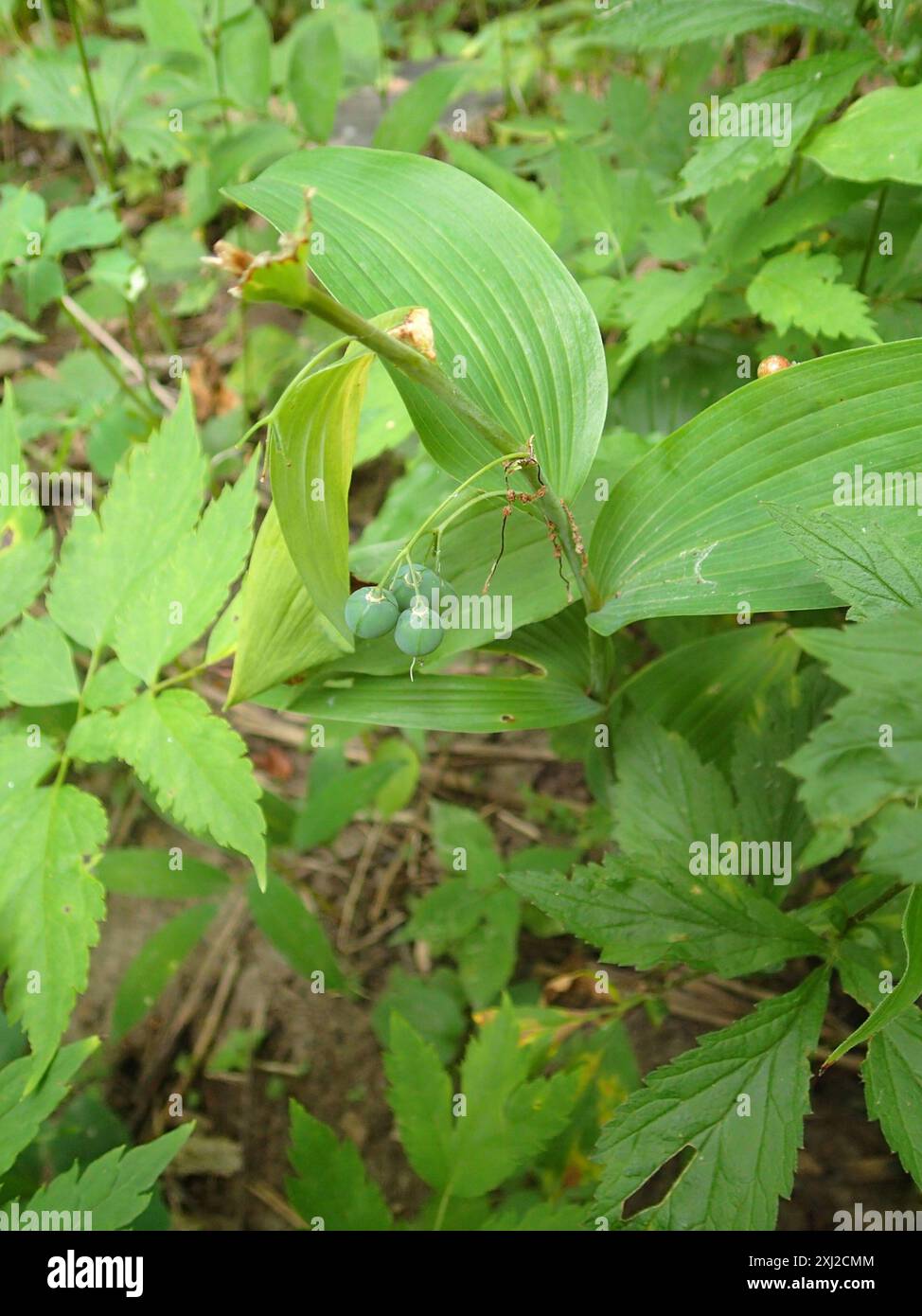 giant Solomon's seal (Polygonatum biflorum commutatum) Plantae Stock ...