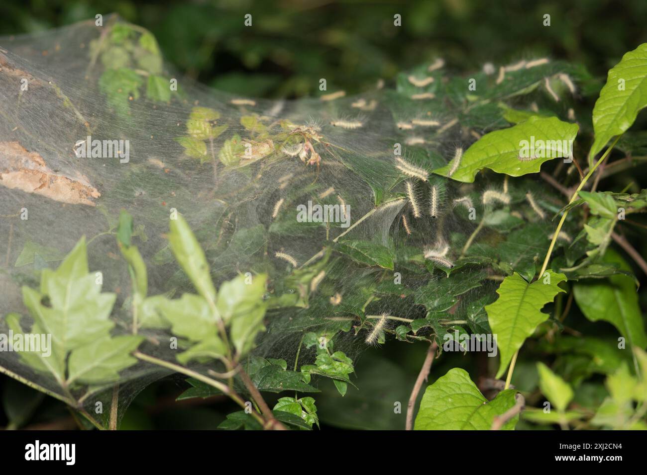 Fall Webworm Moth (Hyphantria cunea) Insecta Stock Photo - Alamy