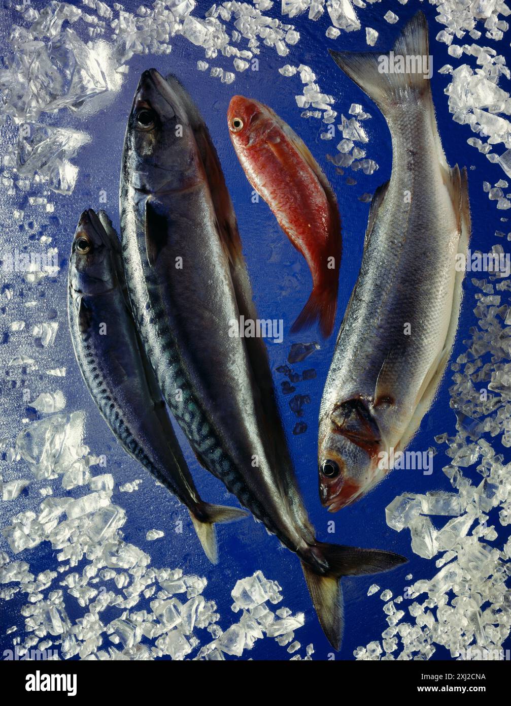 Fresh raw surmullet fish hi-res stock photography and images - Alamy