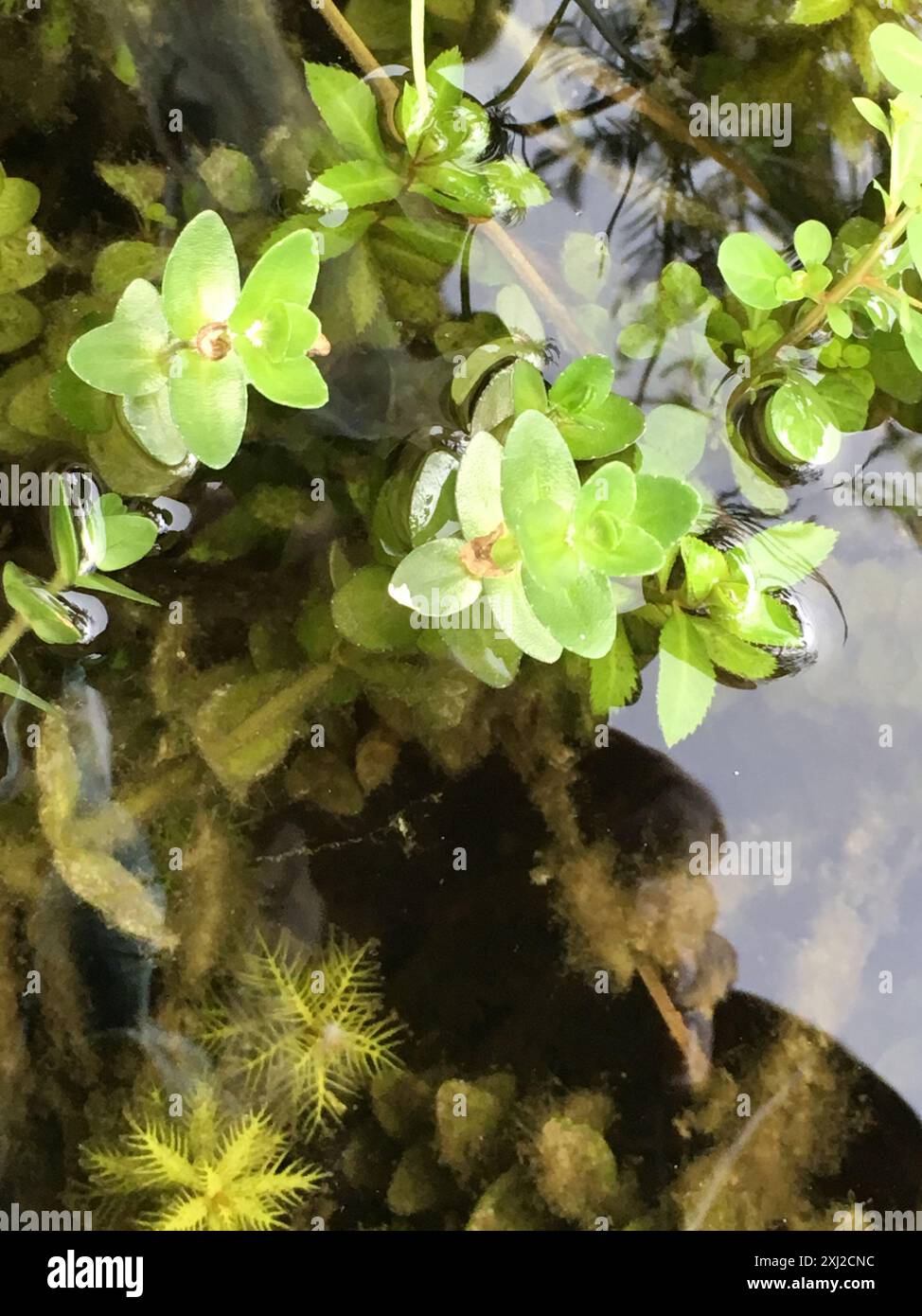 Carolina Water-hyssop (Bacopa caroliniana) Plantae Stock Photo - Alamy