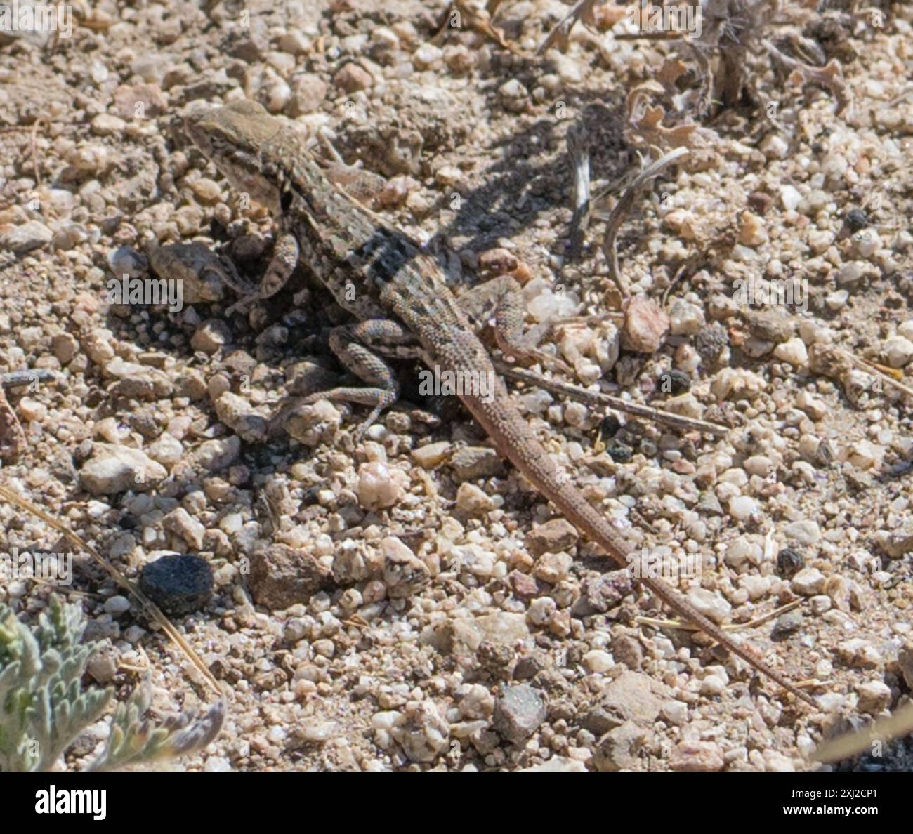 Western Side-blotched Lizard (Uta stansburiana elegans) Reptilia Stock ...