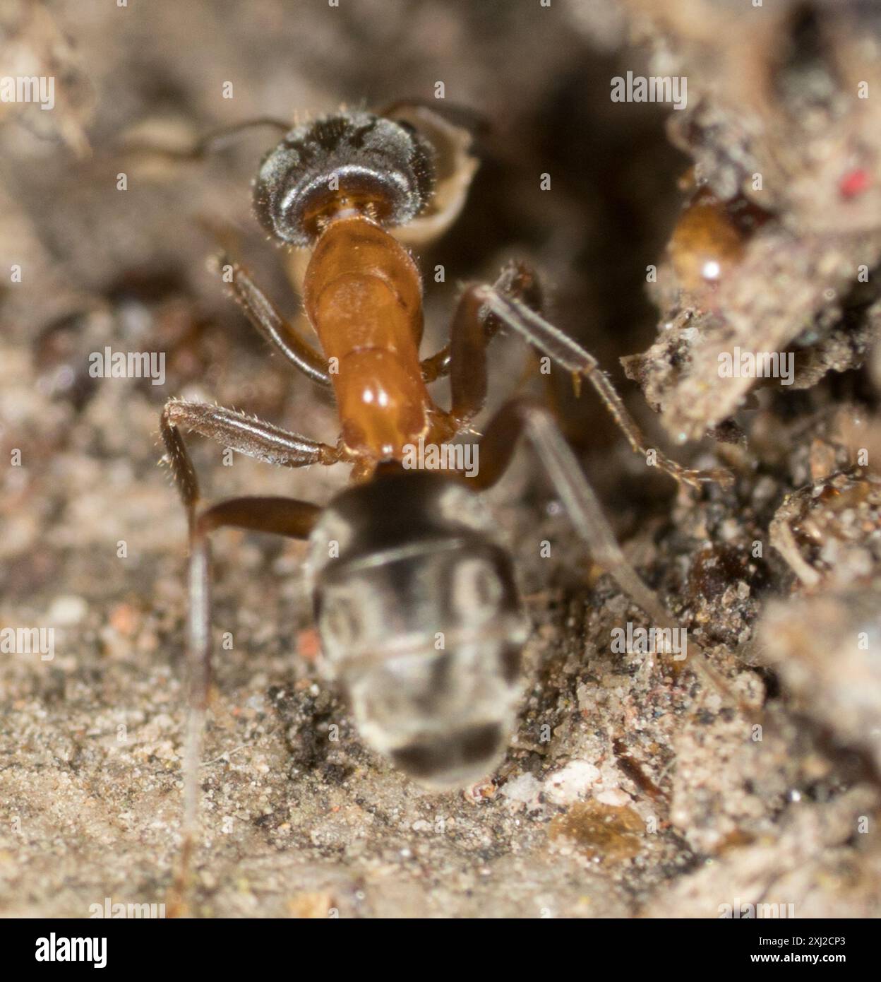 Western Velvety Tree Ant (Liometopum occidentale) Insecta Stock Photo ...