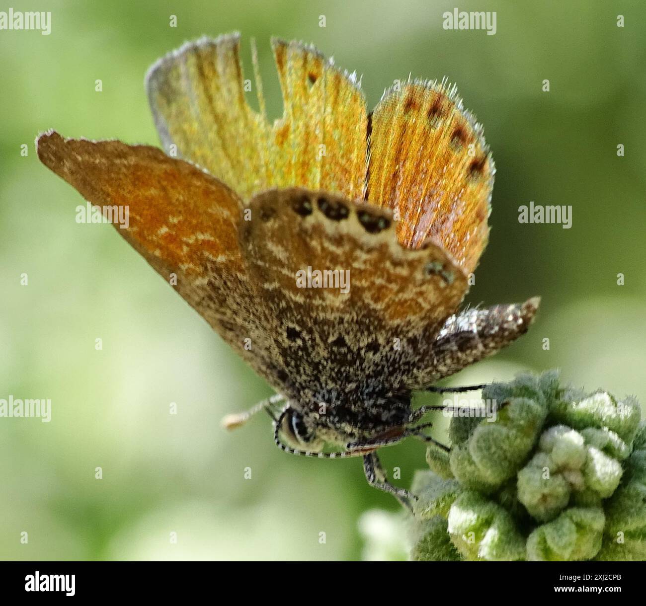 Western Pygmy-Blue (Brephidium exilis) Insecta Stock Photo - Alamy
