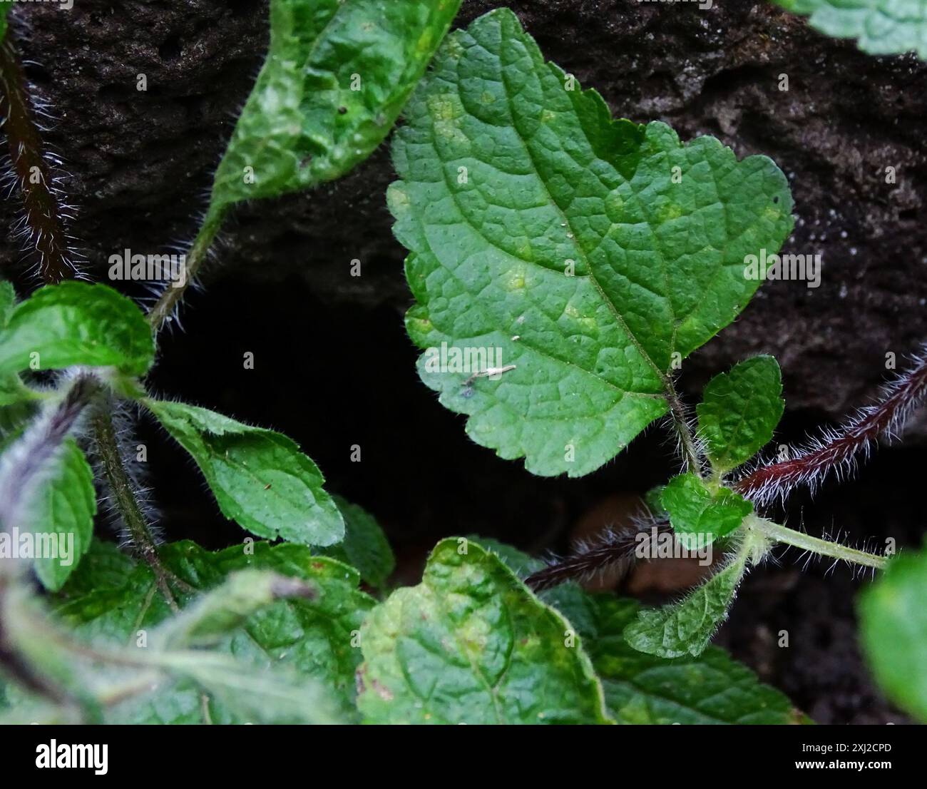 billygoat weed (Ageratum conyzoides) Plantae Stock Photo - Alamy