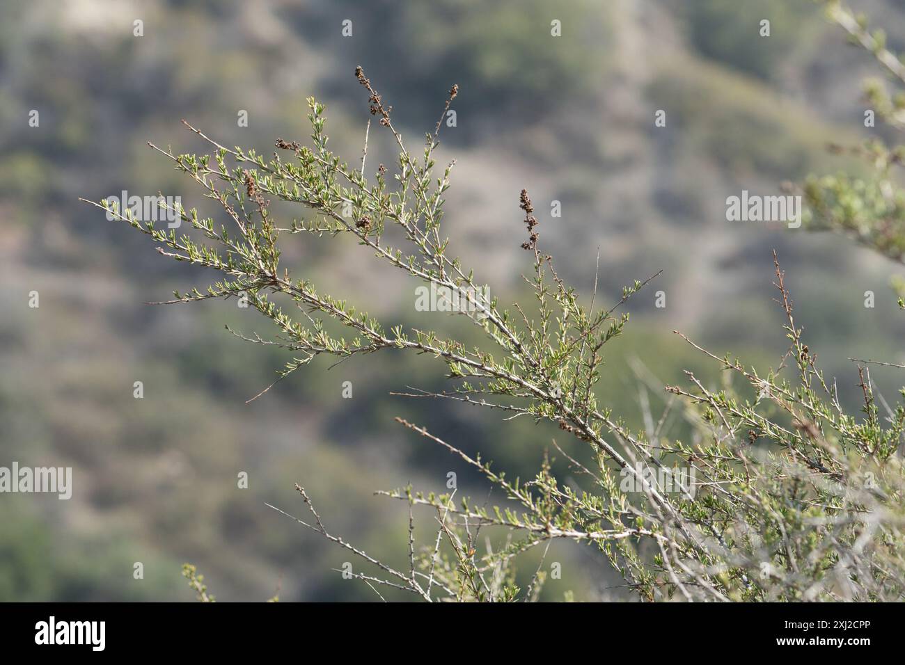 chamise (Adenostoma fasciculatum) Plantae Stock Photo - Alamy