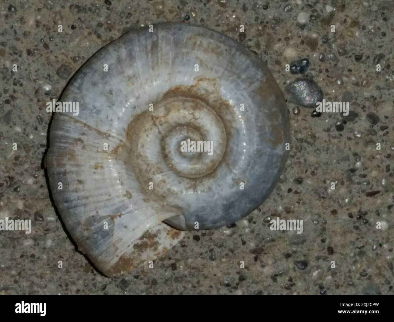 Great Ram's-horn (Planorbarius corneus) Mollusca Stock Photo - Alamy