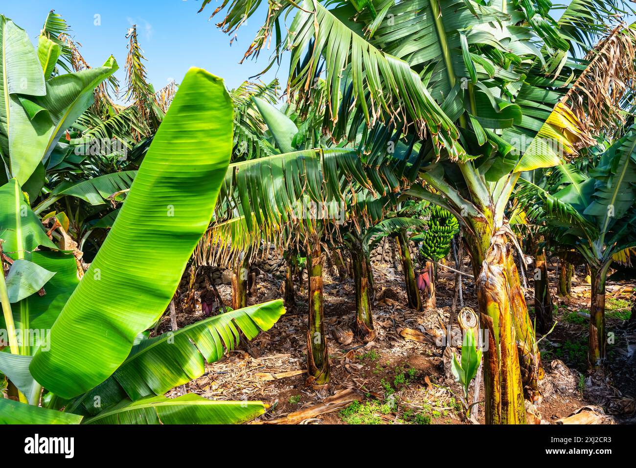 Tropical trees that produce the famous Canary Island banana highly ...