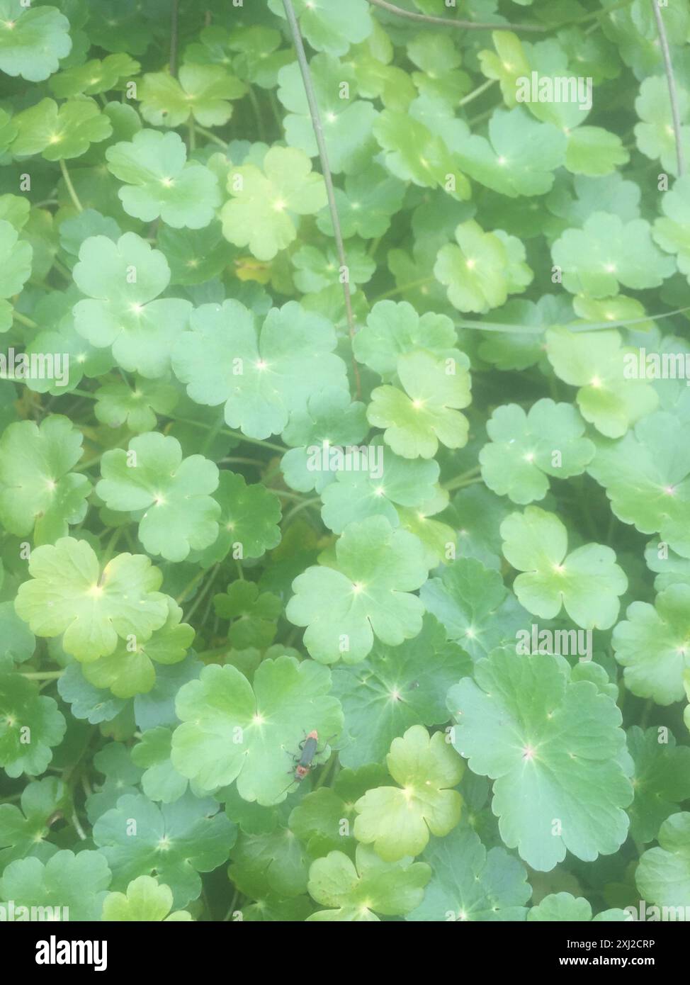 floating marsh pennywort (Hydrocotyle ranunculoides) Plantae Stock ...