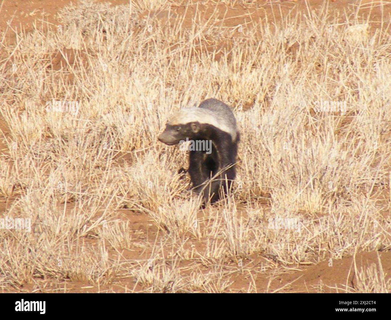 Cape Ratel (Mellivora capensis capensis) Mammalia Stock Photo - Alamy