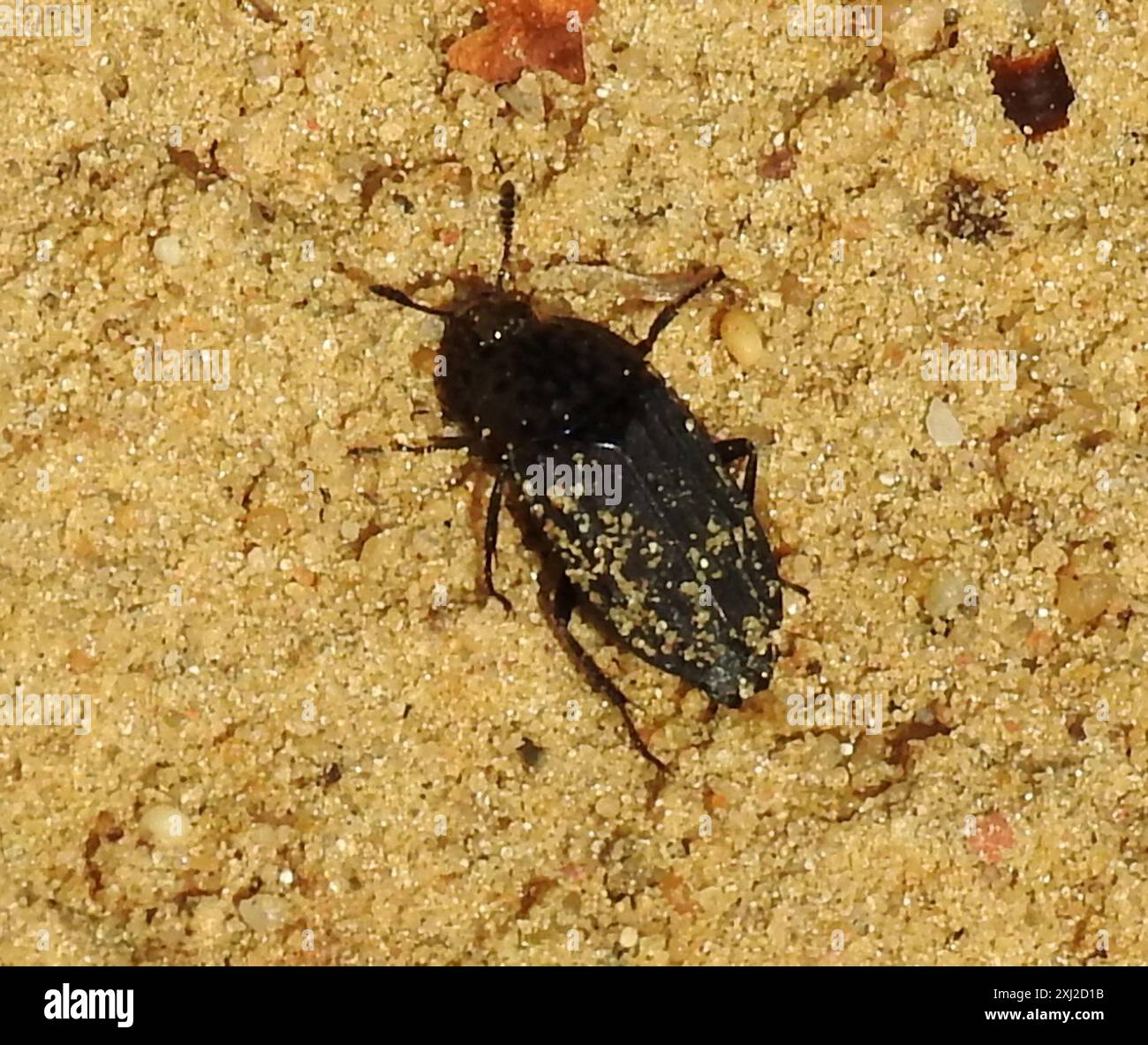 Thanatophilus sinuatus hi-res stock photography and images - Alamy