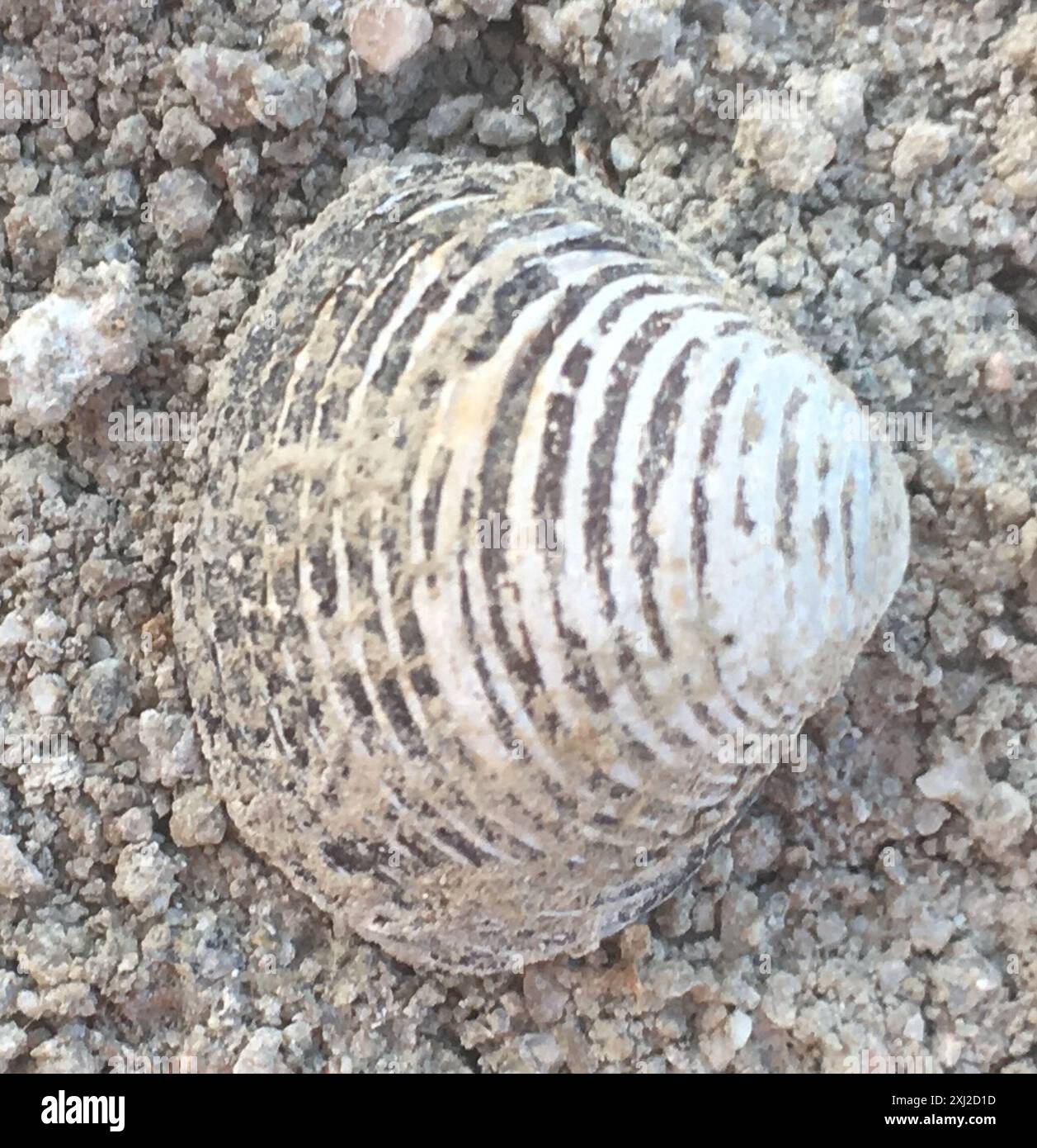 Asian Clam (Corbicula fluminea) Mollusca Stock Photo - Alamy