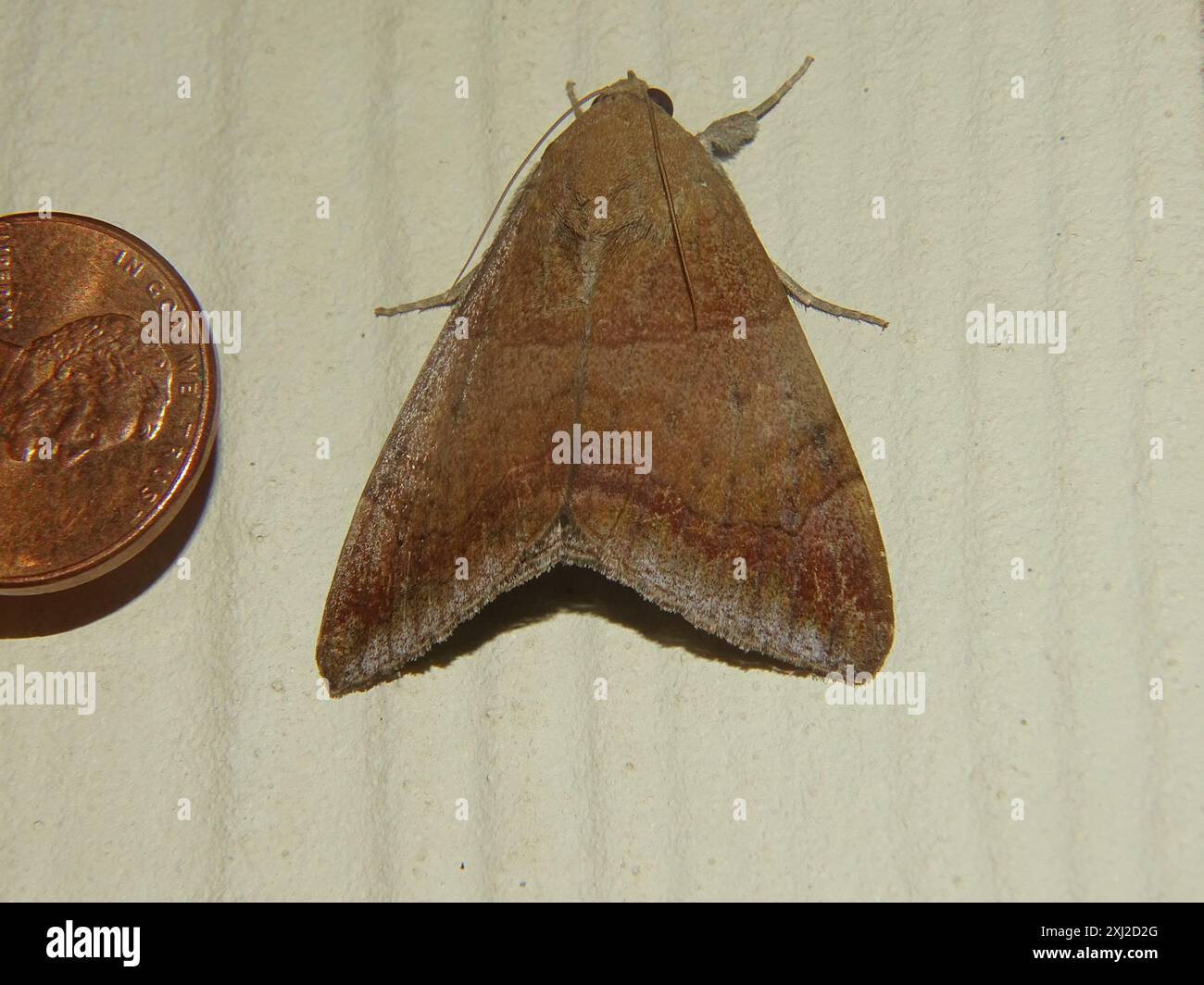 Castor Semi-looper (Achaea janata) Insecta Stock Photo - Alamy
