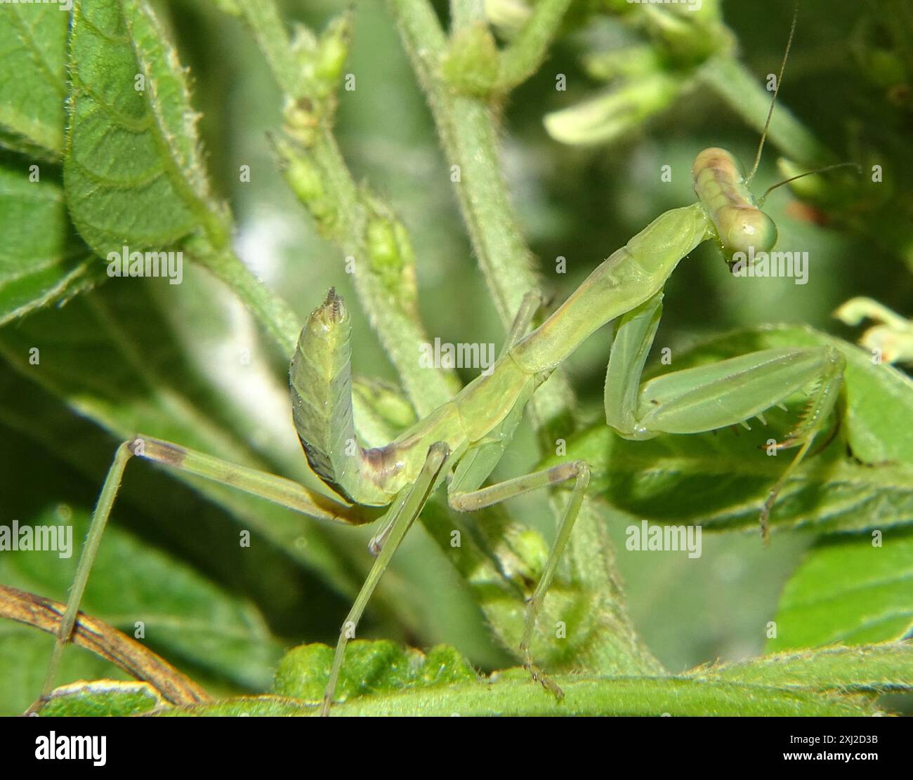 Giant Asian Mantis (Hierodula patellifera) Insecta Stock Photo - Alamy