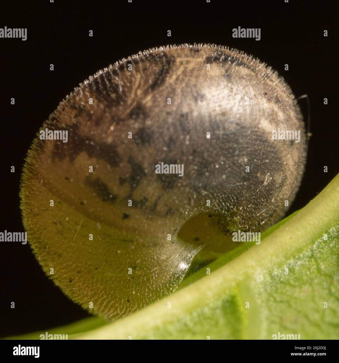 Common Land Snails and Slugs (Stylommatophora) Mollusca Stock Photo - Alamy