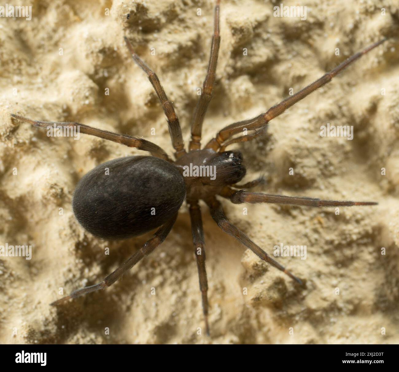 South American Toothed Hacklemesh Weaver (Metaltella simoni) Arachnida ...