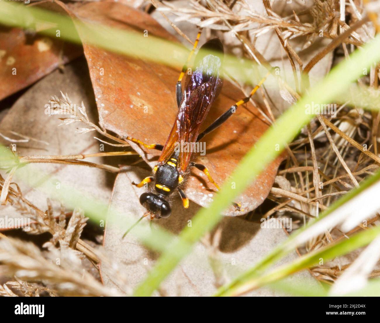 Yellow-legged Mud-dauber Wasp (Sceliphron caementarium) Insecta Stock ...