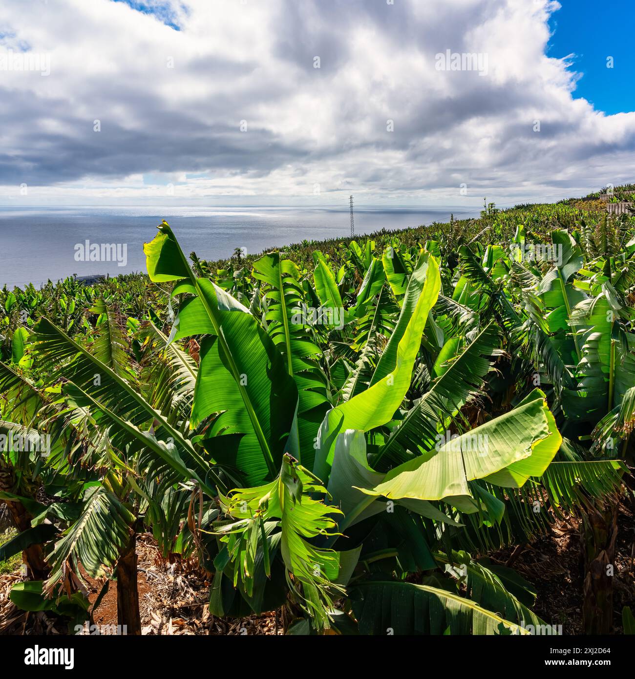 Tropical trees that produce the famous Canary Island banana highly ...