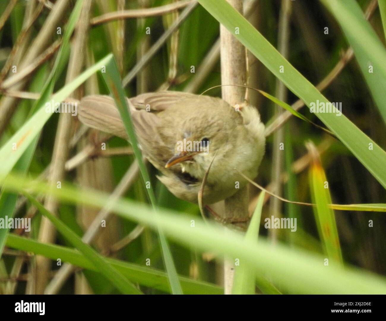 Common Reed Warbler (Acrocephalus scirpaceus) Aves Stock Photo - Alamy