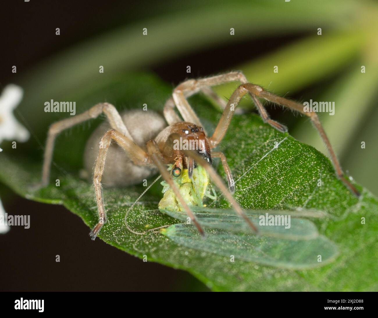 Longlegged Sac Spiders (Cheiracanthium) Arachnida Stock Photo - Alamy