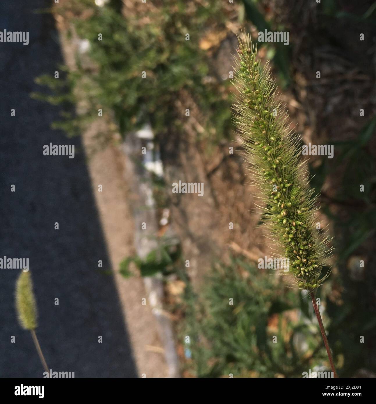 Green Bristle Grass (Setaria viridis) Plantae Stock Photo - Alamy
