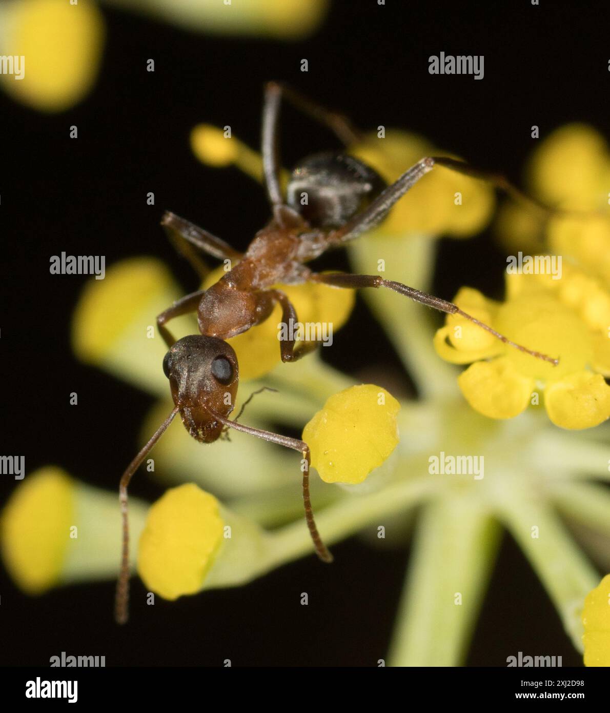 fusca-group Field Ants and Allies (Formica fusca) Insecta Stock Photo ...
