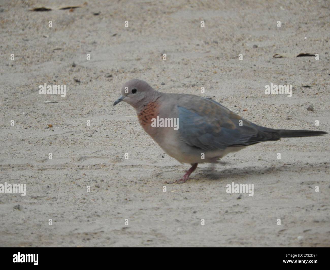 Laughing Dove (Spilopelia senegalensis) Aves Stock Photo - Alamy
