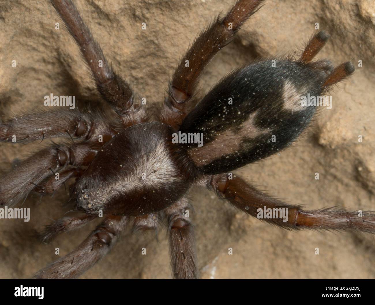 Western Parson Spider (Herpyllus propinquus) Arachnida Stock Photo - Alamy